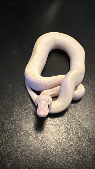 Super Pastel Ivory Ball Python by Galaxy Pythons