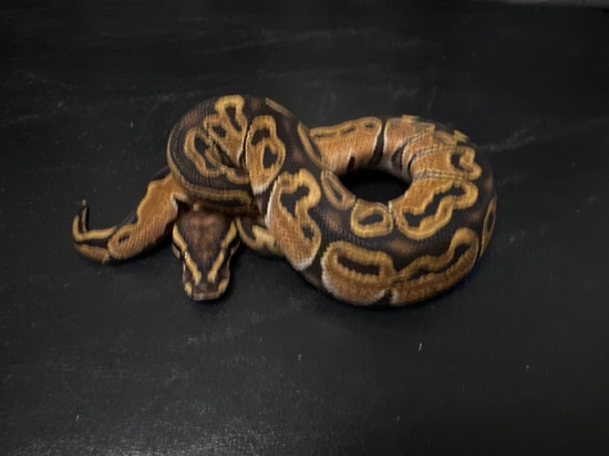 Special Het Axanthic Ball Python by Galaxy Pythons