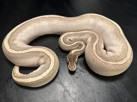 Purple Passion Ball Python by Galaxy Pythons