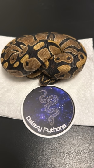 Double Het Lavender Albino Pied Ball Python by Galaxy Pythons