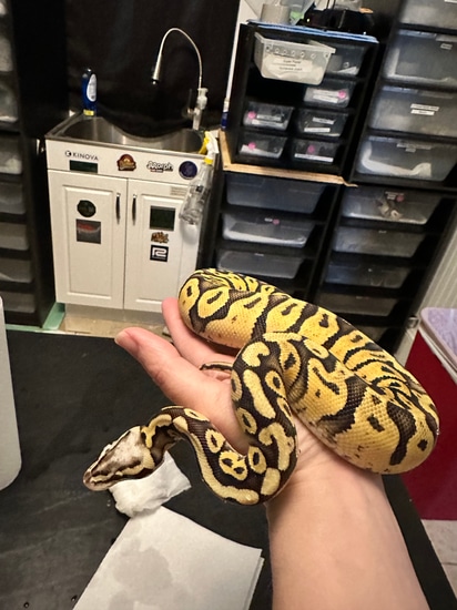 Super Pastel Ball Python by Galaxy Pythons