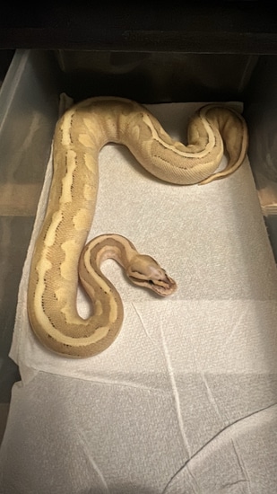 Pastel Vanilla Cream Ball Python by Galaxy Pythons