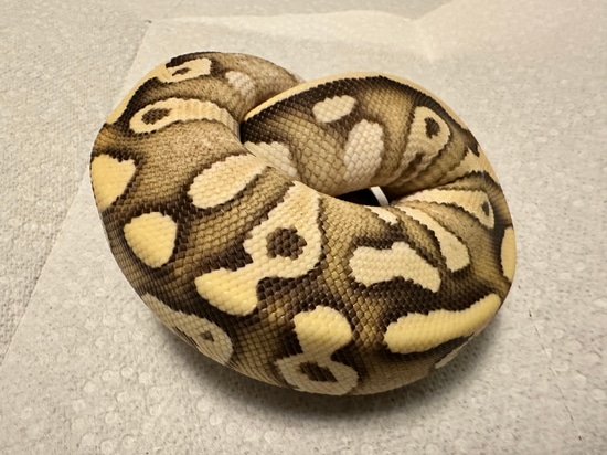 Orange Dream Lesser Ball Python by Galaxy Pythons
