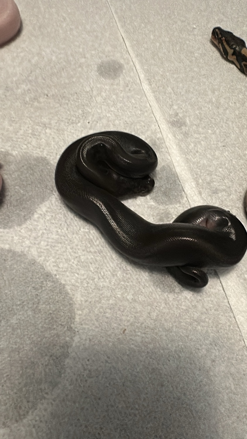 Galaxy Pythons's Collection - MorphMarket