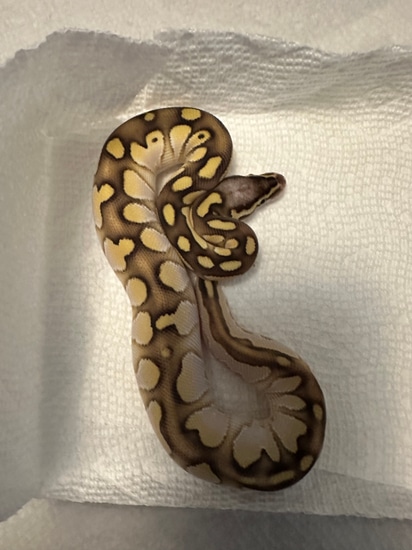 Pastel Lesser Orange Dream Sugar Ball Python by Galaxy Pythons