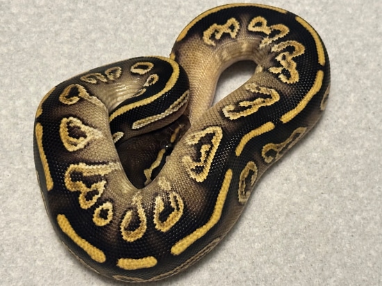 Black Pastel Mojave 💯 Het Pied Ball Python by Galaxy Pythons