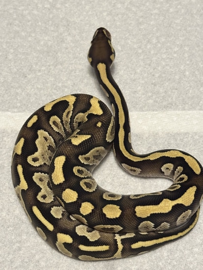 Mojave Pos Fire Het Ghost Ball Python by Galaxy Pythons