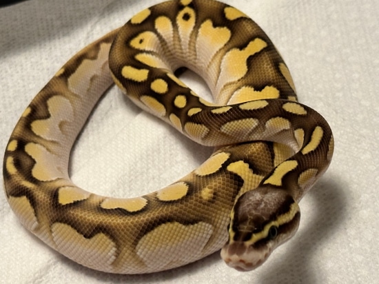 Pastel Lesser Orange Dream Sugar Ball Python by Galaxy Pythons