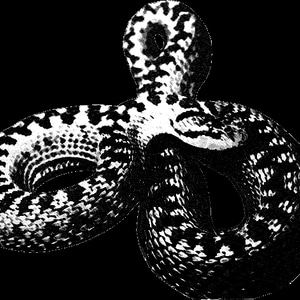 Snake Conservation & Applied Research Facility - MorphMarket