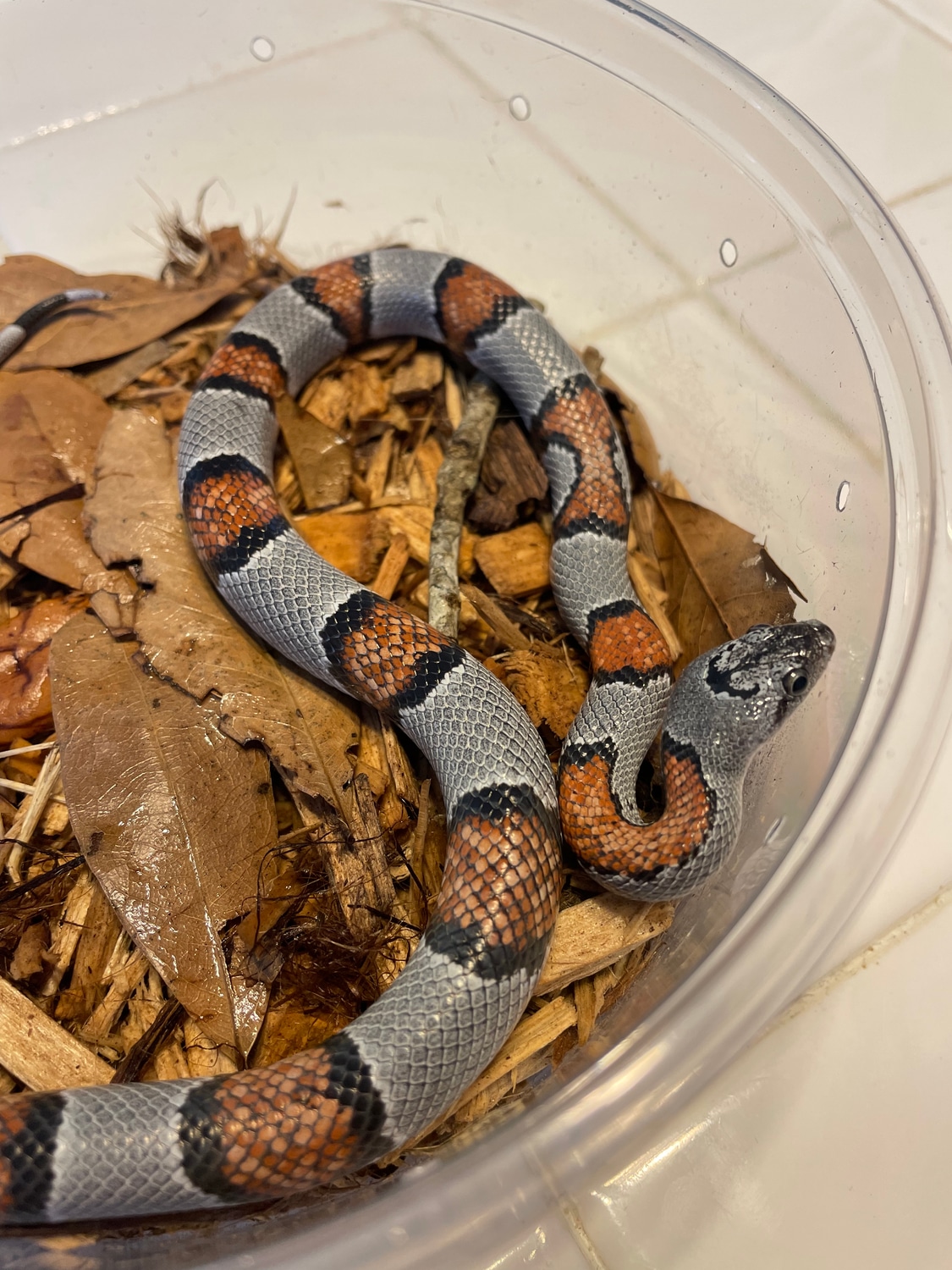 Female Gray-banded Kingsnake by Tubular Colubrids - MorphMarket