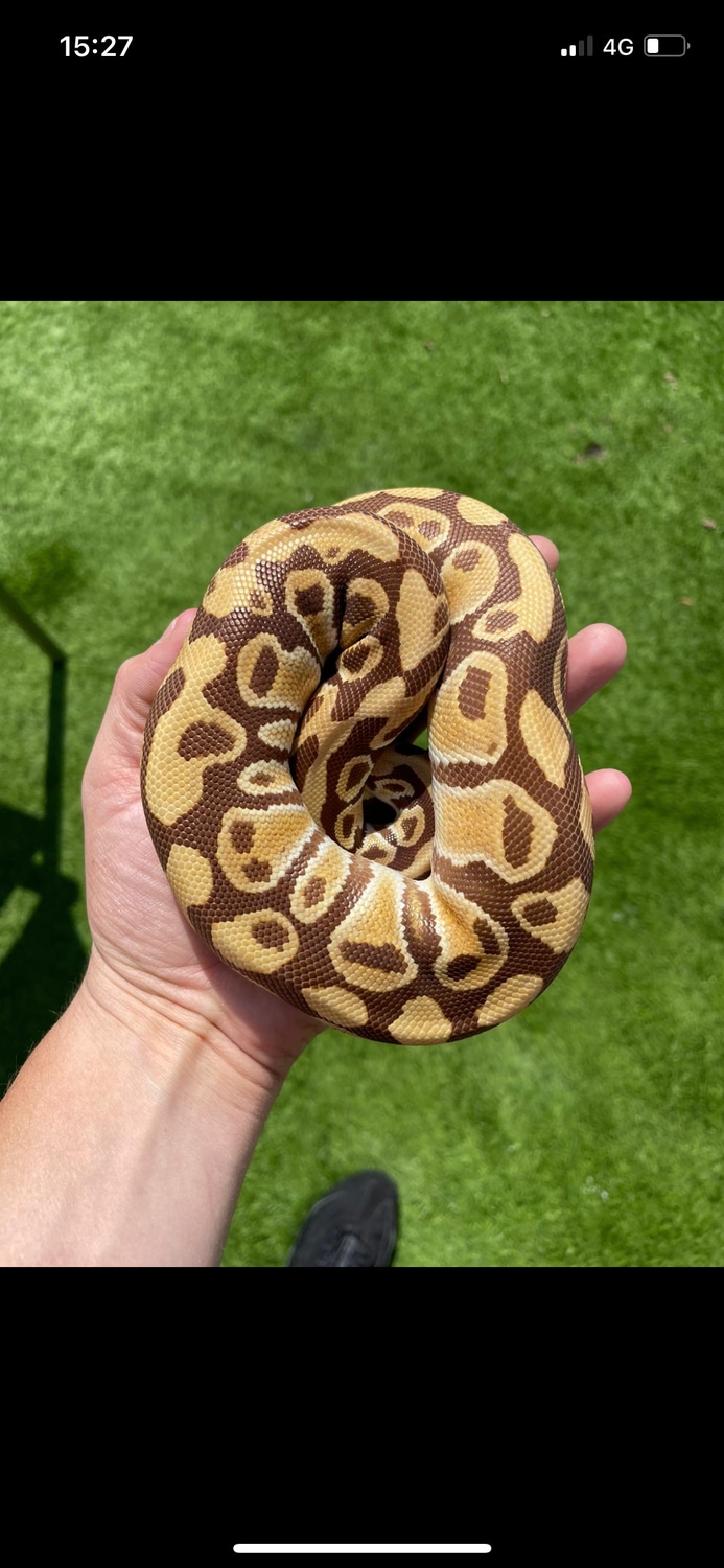 Monarch Ball Python by Creative cousins exotics - MorphMarket