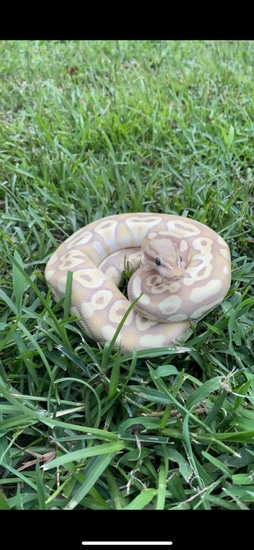 Banana Ball Python by Surfing Serpents