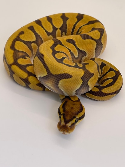 Orangedream Enchi Ghost Ball Python by TukExotics