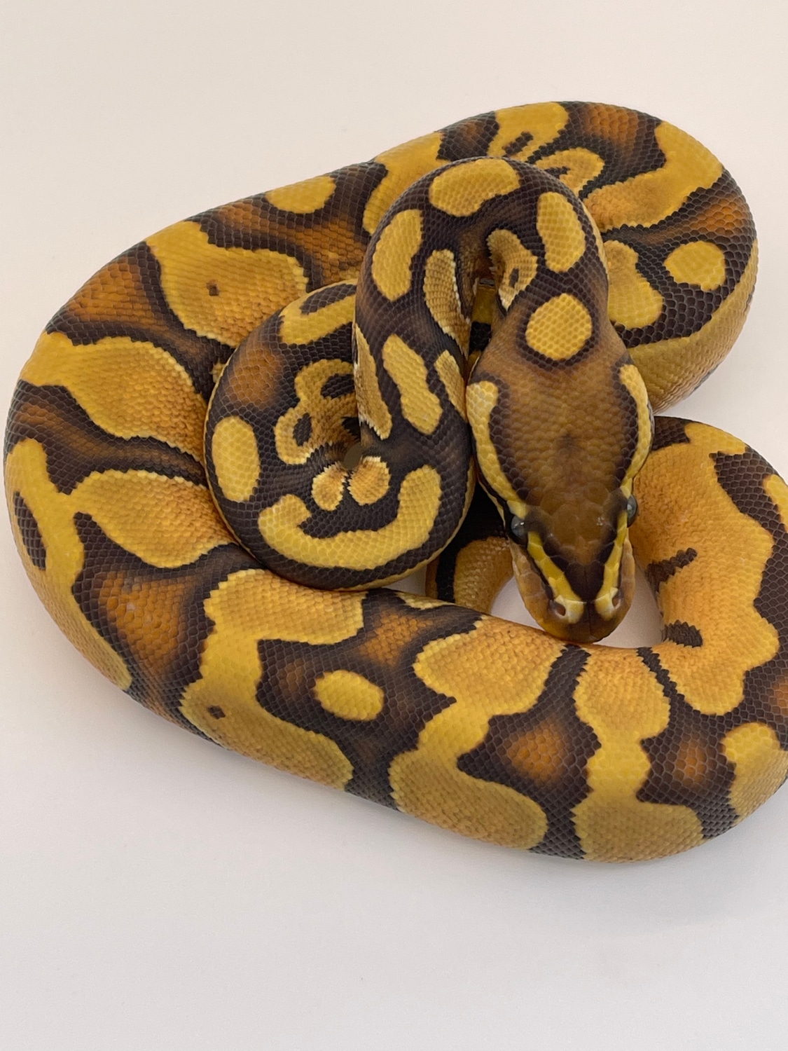 Enchi Ghost Het Pied Ball Python by TukExotics - MorphMarket