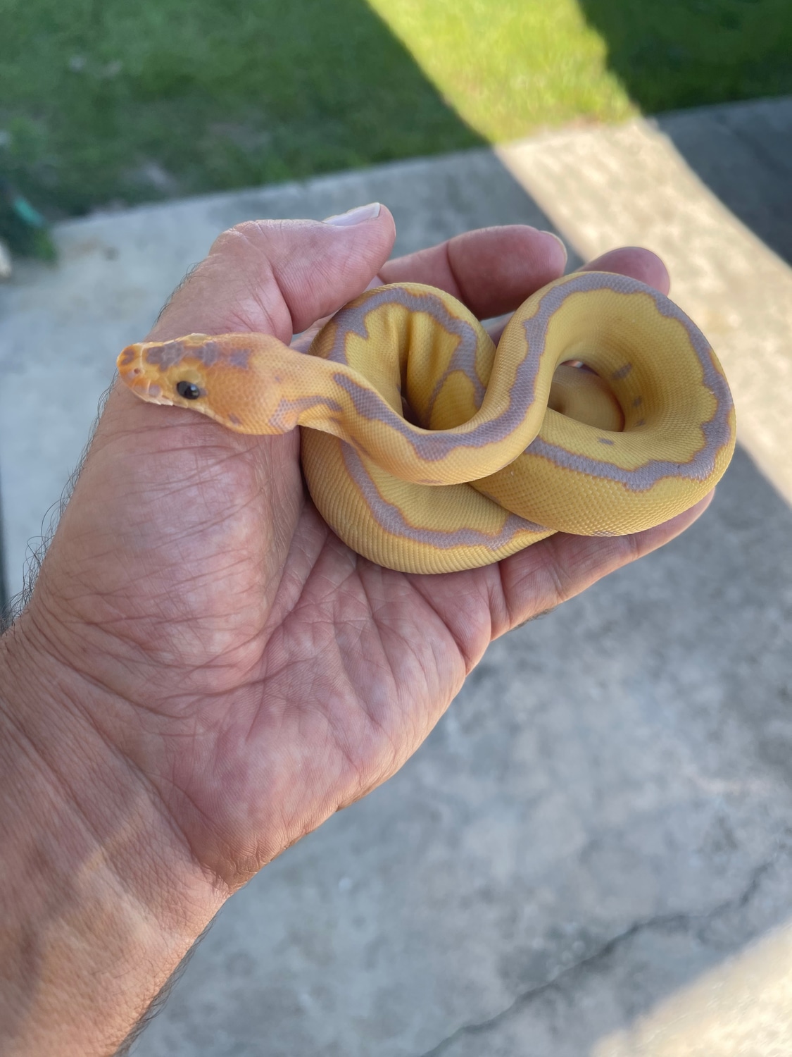 Banana Leopard Blade Clown Ball Python by TukExotics - MorphMarket