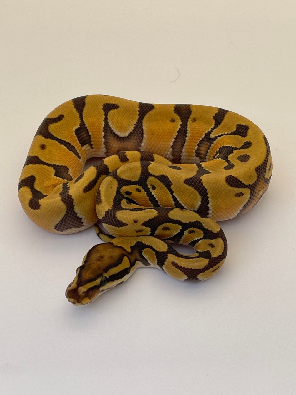 Orangedream Enchi Ghost Ball Python by TukExotics - MorphMarket
