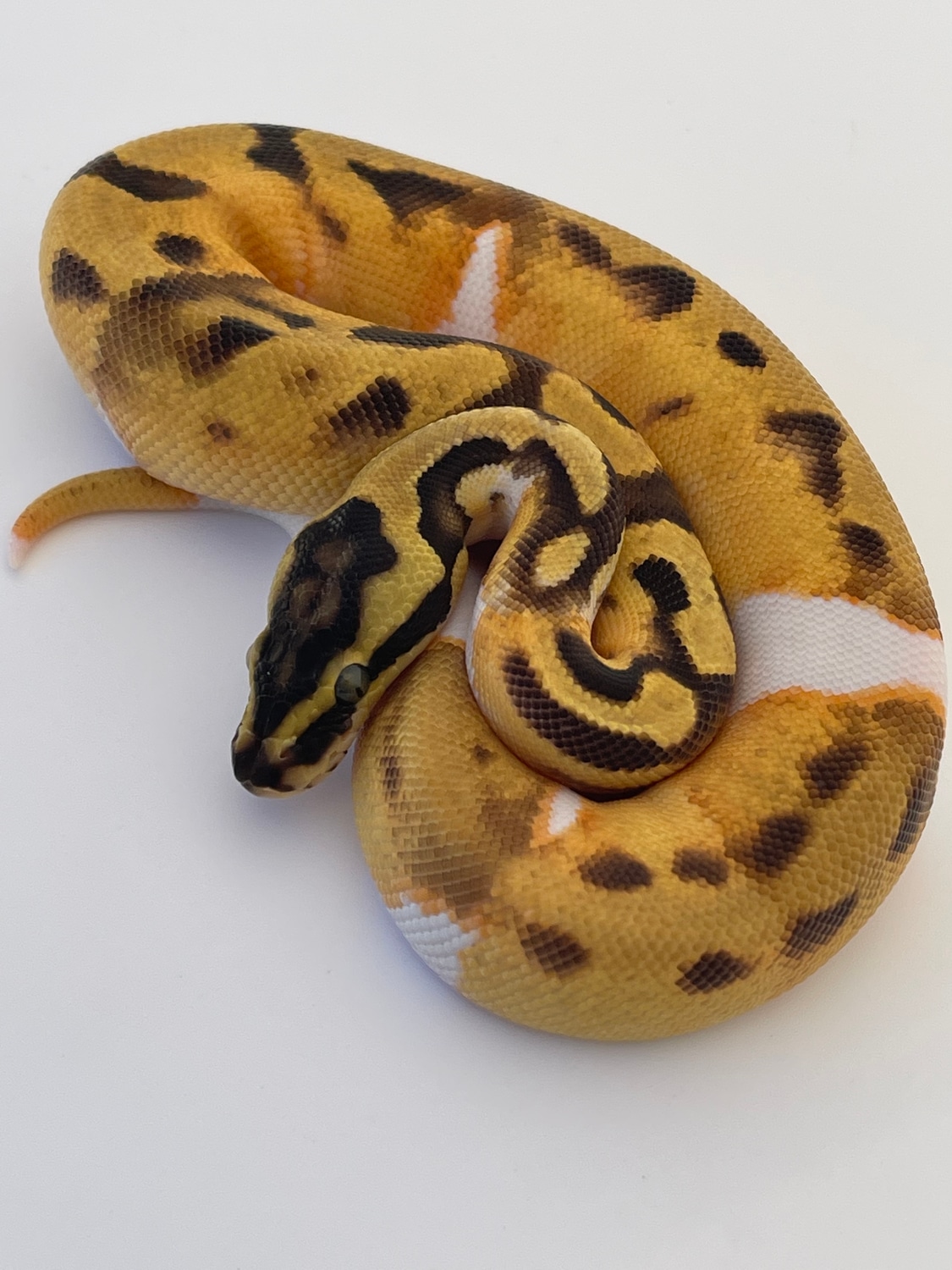 Pastel Od Enchi Poss Yb Pied Ball Python by TukExotics - MorphMarket