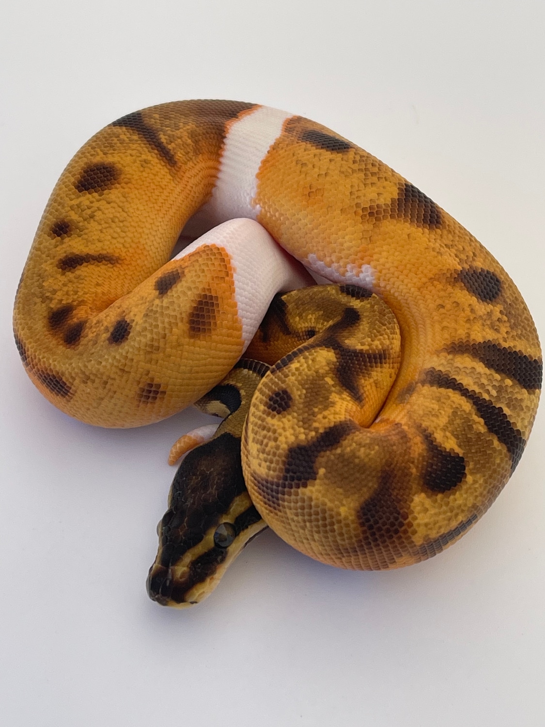 Od Enchi Pied Ball Python by TukExotics - MorphMarket