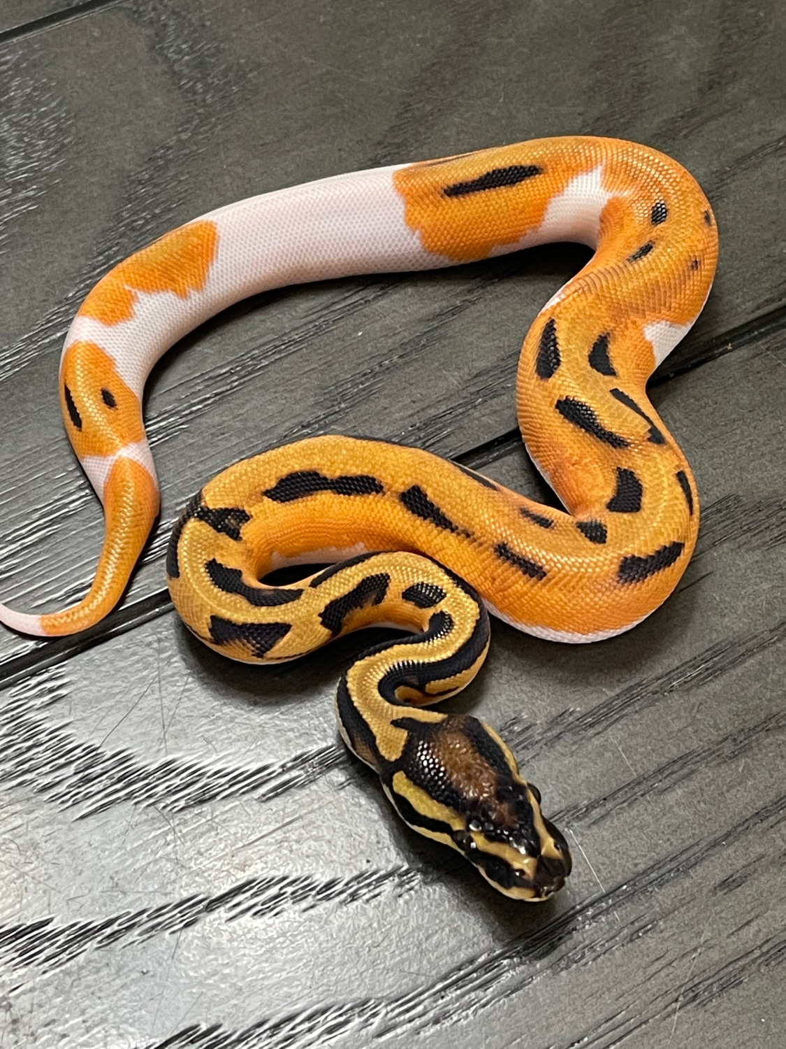 Super Od Enchi Yb Pied Ball Python by TukExotics - MorphMarket