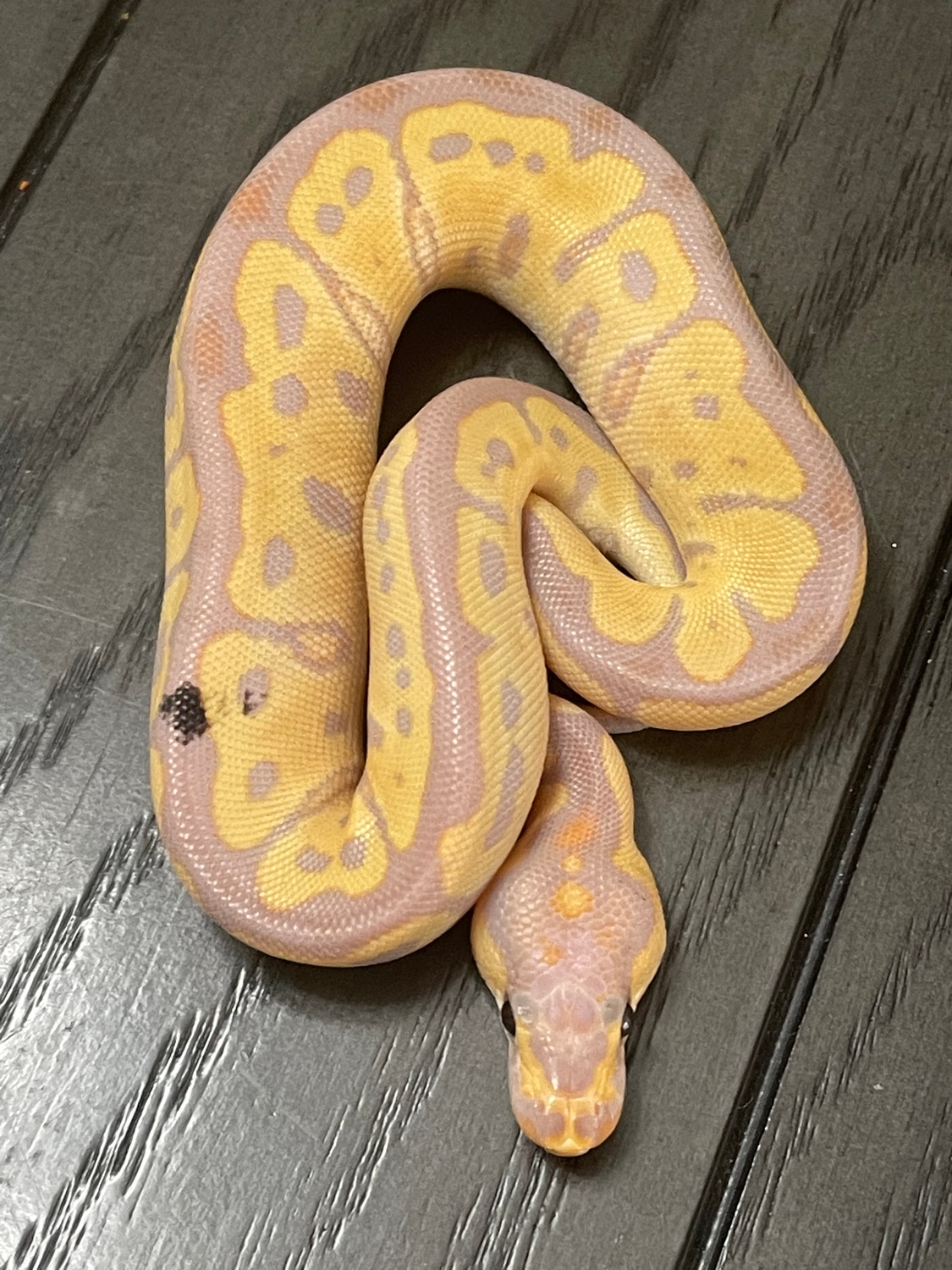 Banana Clown Ball Python by TukExotics - MorphMarket