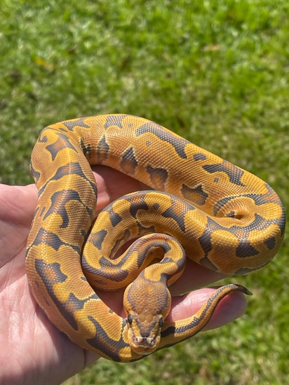 Hypo Puzzle Ball Python by TukExotics