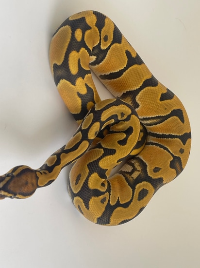 Hypo Orangedream Fire Het Puzzle Ball Python by TukExotics