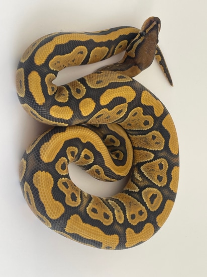 Hypo Het Puzzle Ball Python by TukExotics