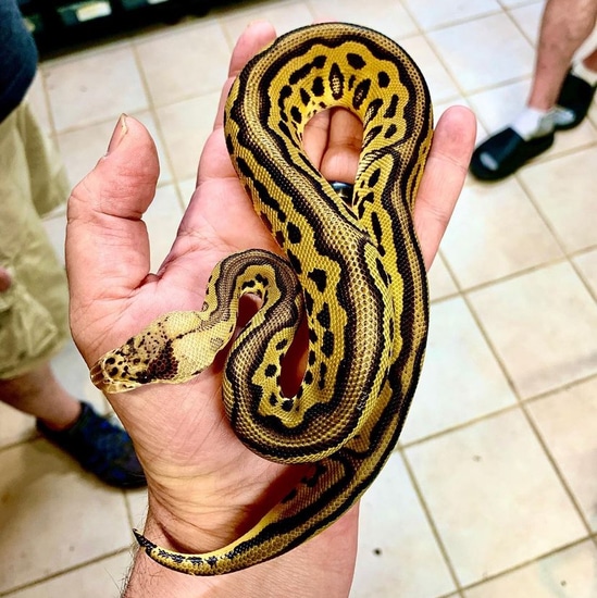 Pastel Leopard Magma Clown Pos Het DG Ball Python by Vinland Royals