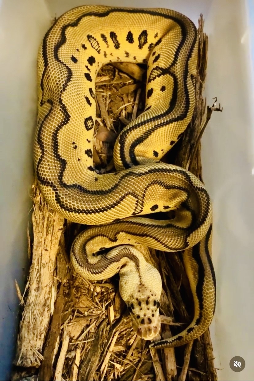 Pastel Leopard Clown Proven Breeder Ball Python by Vinland Royals ...