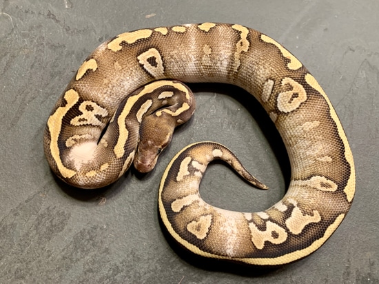 Mojave HRA YB/Specter Paradox Ball Python by Vinland Royals