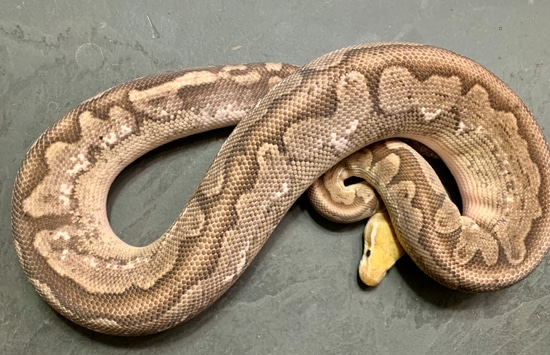Black Pewter Bamboo Ball Python by Vinland Royals
