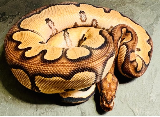 Chocolate Blade Clown Ball Python by Vinland Royals