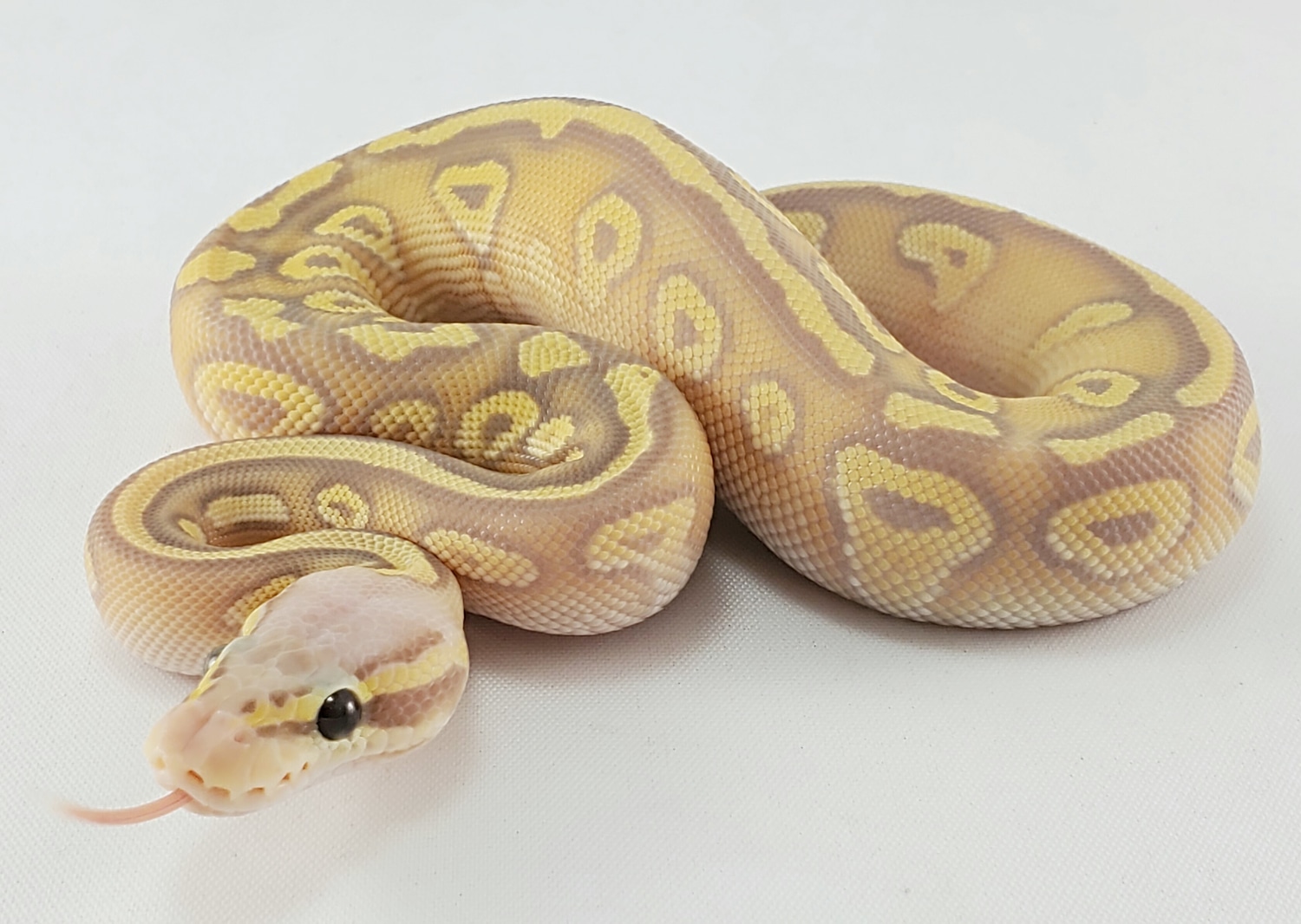 Pastel Banana Mojave (Poss Super Pastel) Het Clown Ball Python by ...