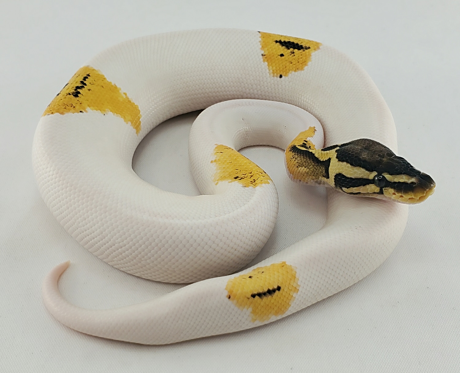 Pastel Yellow Belly Pied Ball Python by Turcotte Serpents - MorphMarket