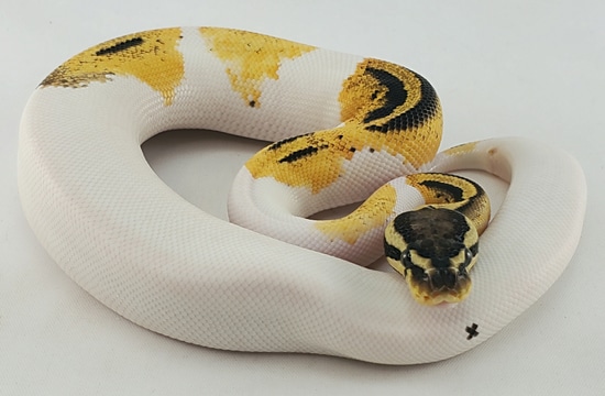 Pastel Yellow Belly Pied Ball Python by Turcotte Serpents