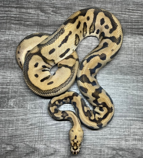 Batman Ball Python by Pretty Pink Pythons