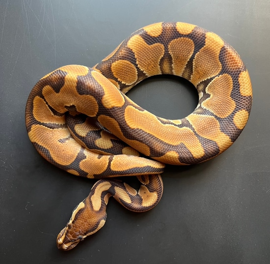 OD Fire Ball Python by Pretty Pink Pythons
