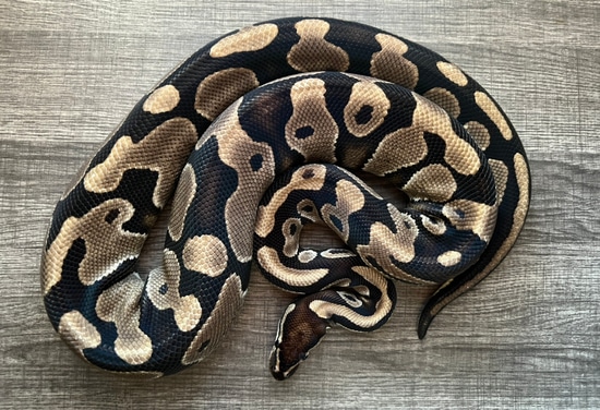 Het Pied Ball Python by Pretty Pink Pythons