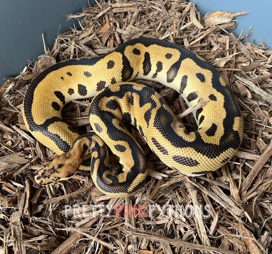 Confusion Clown Ball Python by Pretty Pink Pythons
