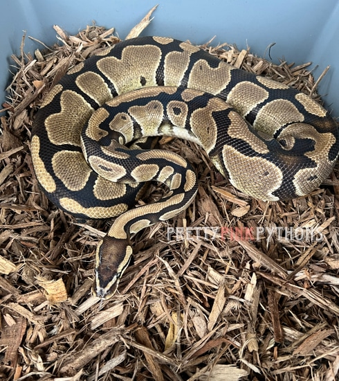 Dbl Het Axanthic/Clown Ball Python by Pretty Pink Pythons
