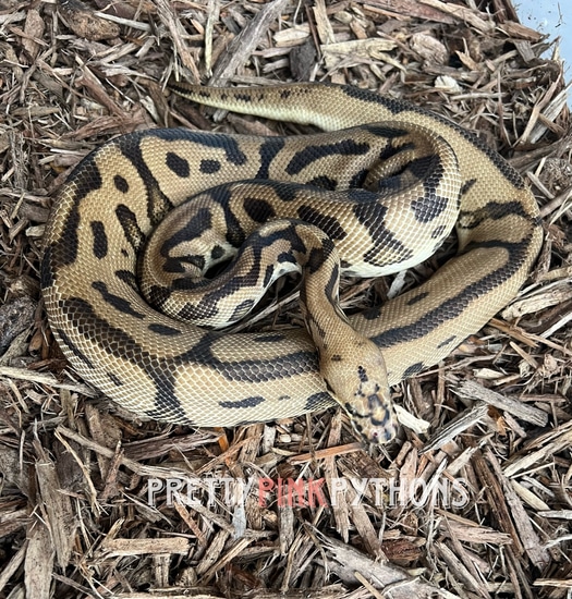 Batman Ball Python by Pretty Pink Pythons