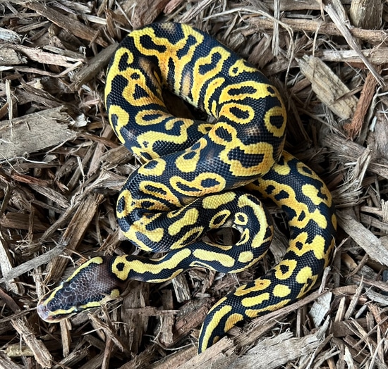 Mystery Clutch Ball Python by Pretty Pink Pythons