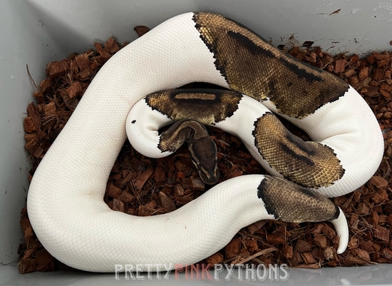 Pied Ball Python by Pretty Pink Pythons