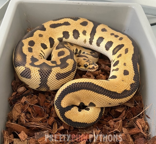 Confusion Clown Ball Python by Pretty Pink Pythons