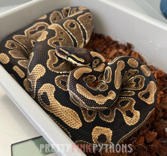 100% Het Ultramel Ball Python by Pretty Pink Pythons