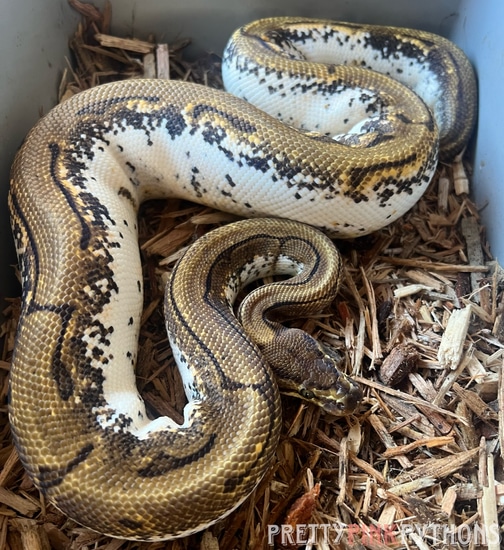 Enchi Calico Pinstripe Ball Python by Pretty Pink Pythons