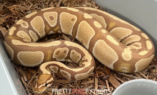 Ultramel Het Pied Ball Python by Pretty Pink Pythons