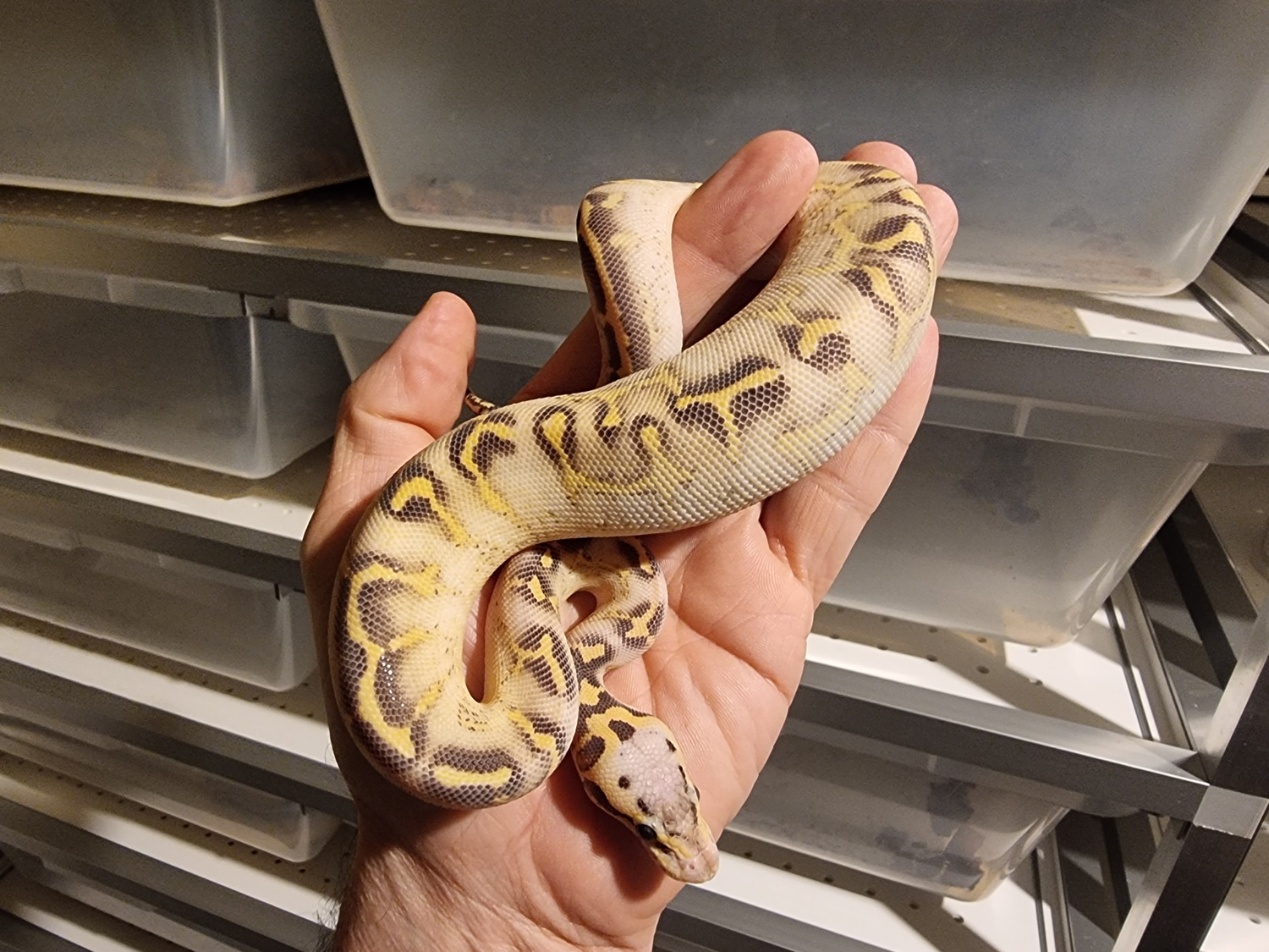 Pastel Highway (Poss Het Clown/pied) Ball Python by Turnballspythons ...