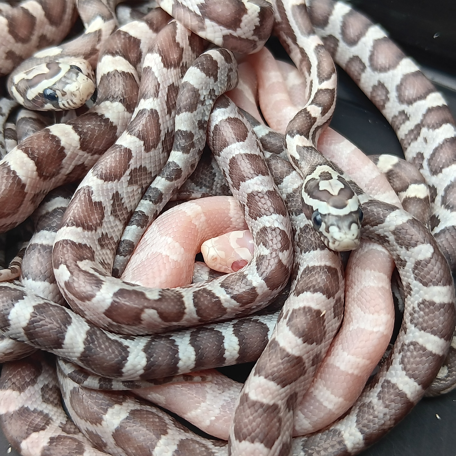 Wholesale Group Corn Snake by Master of the Universe - MorphMarket