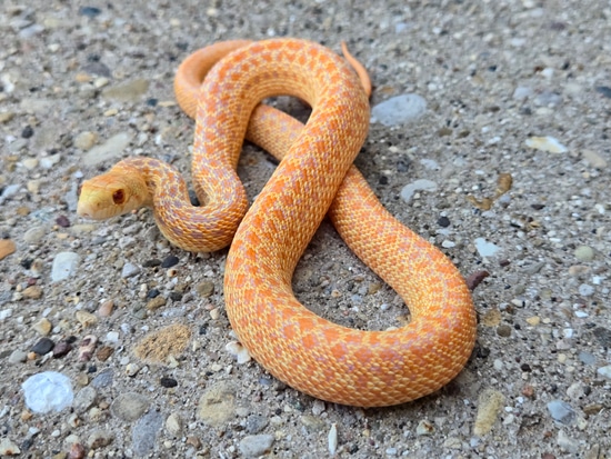 Albino San Diego Gopher Snake by Rick's Exotics